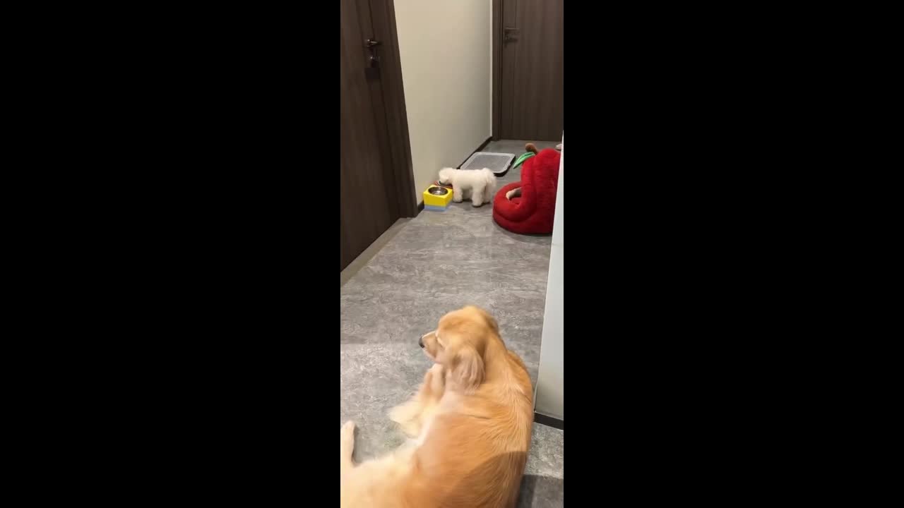 Little dog guards his food from golden retriever in Zhejiang, China