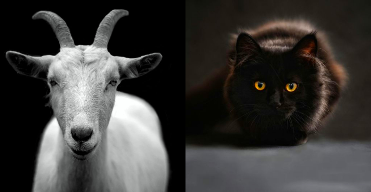 10 Real Animals That Inspired Some Of Halloween’s Most Terrifying Monsters