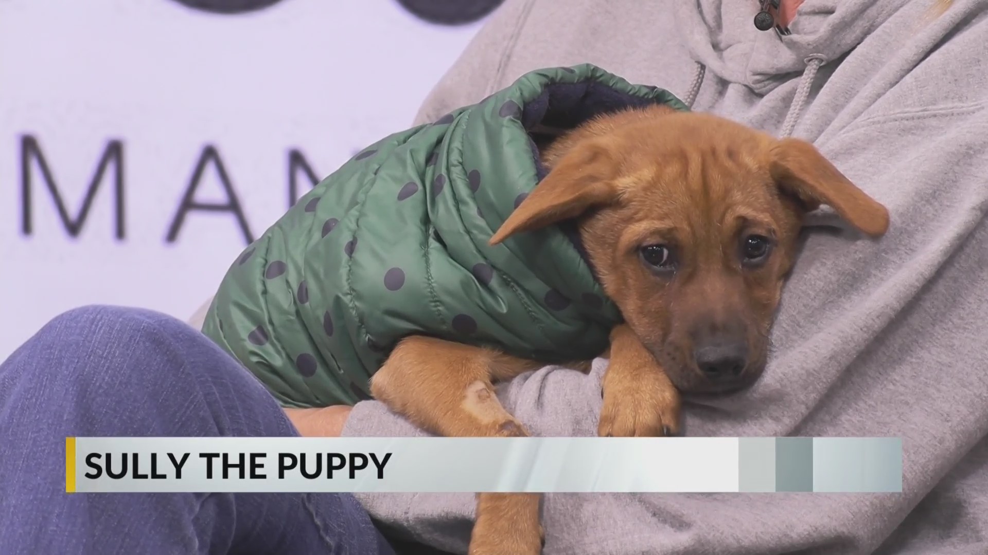 FURRY FRIDAY: Meet Sully the puppy