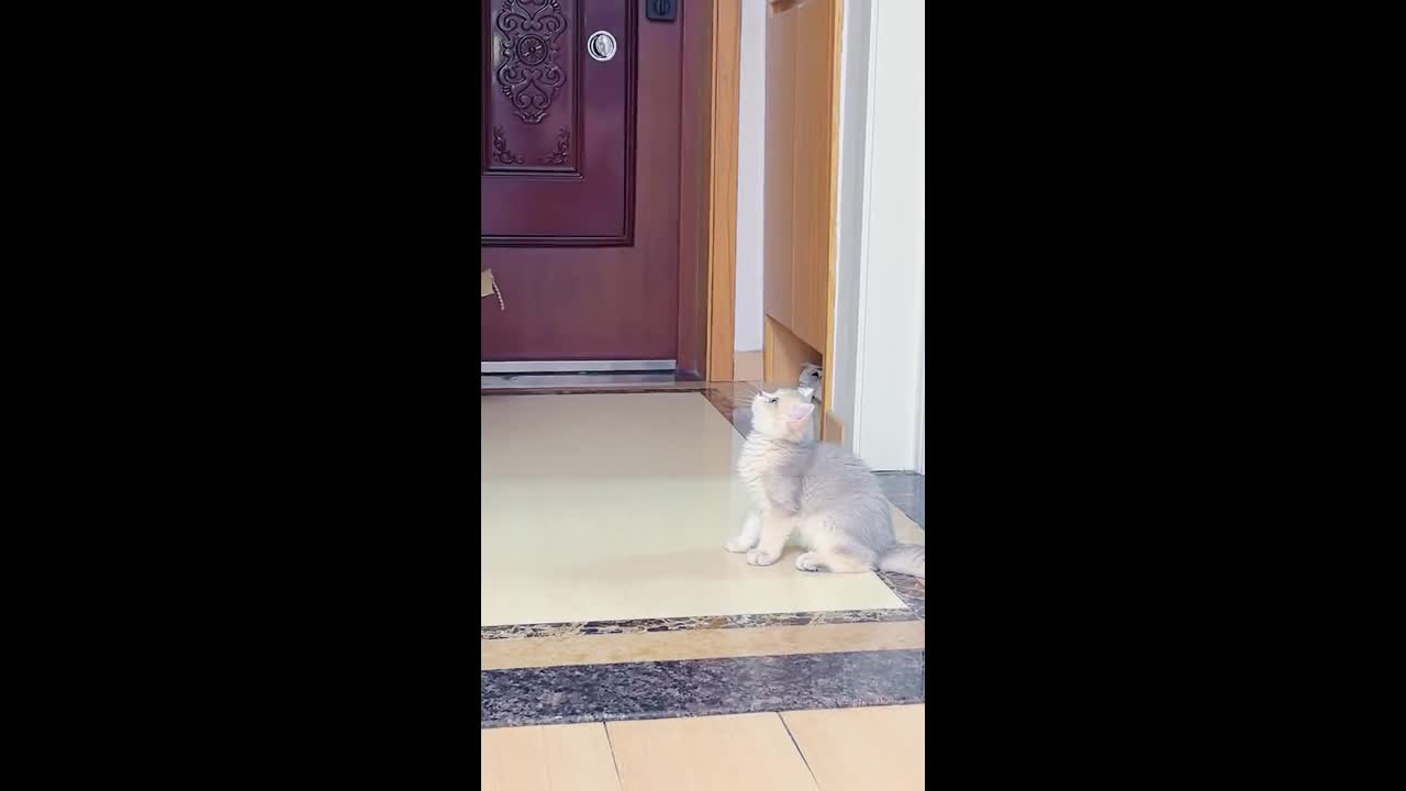 Cat calmly watches bouncing ball in Shaanxi Province, China