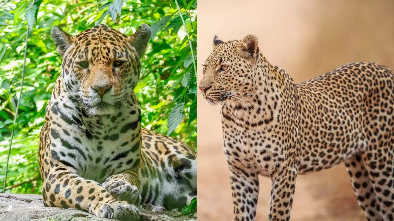 Jaguar vs. Leopard: Understanding the major differences in their size ...