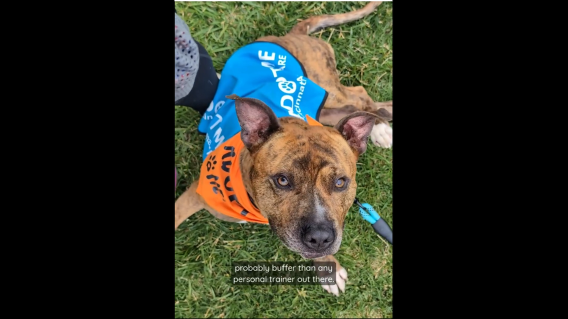 Dog named Tony Hawk zips around shelter with no problem. Meet the ...