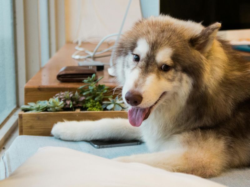 These Dog Breeds Can Be A Risk If They Live With Other Pets In Your Home