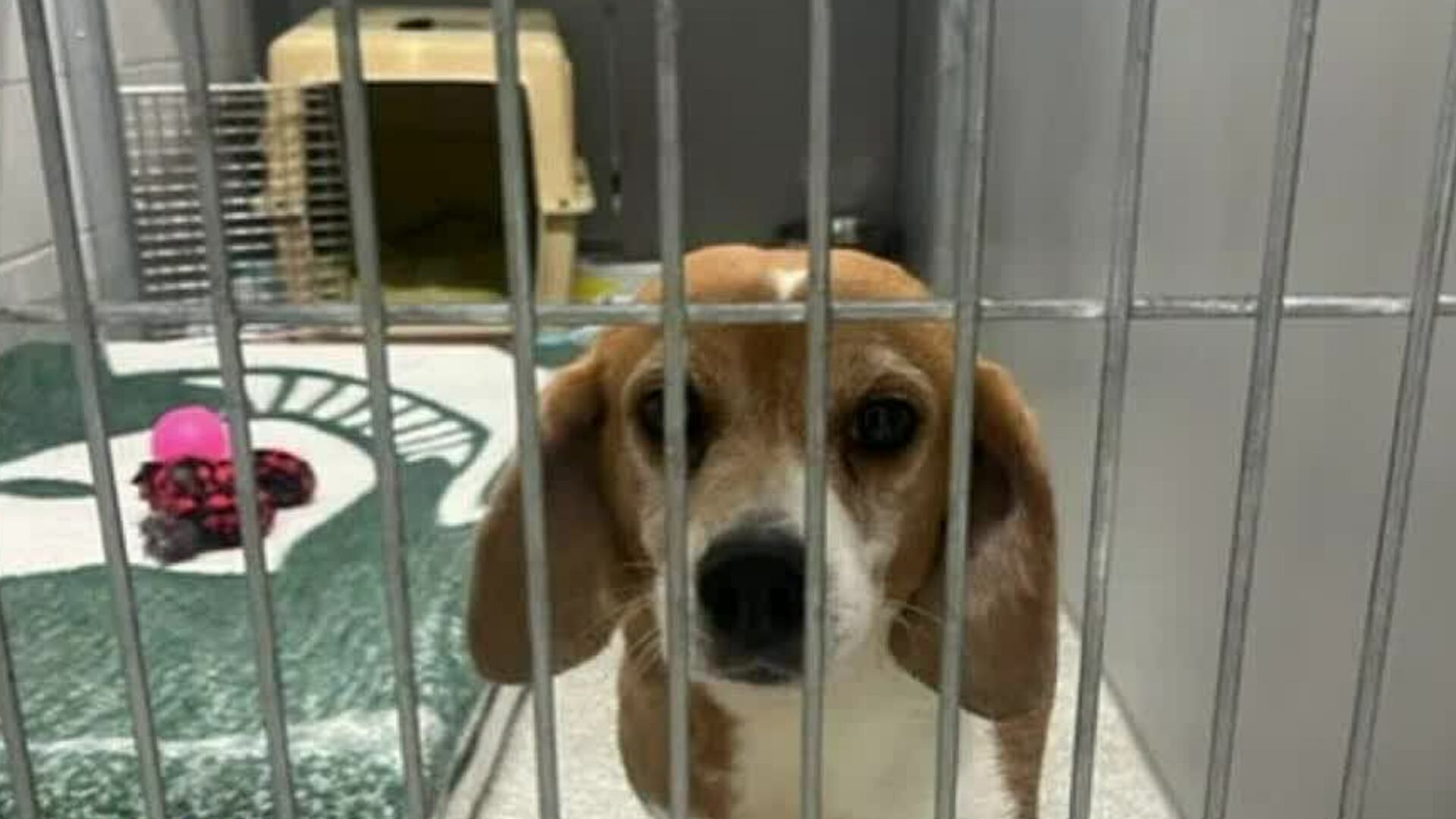 Capital Area Humane Society seeks towel donations for animals