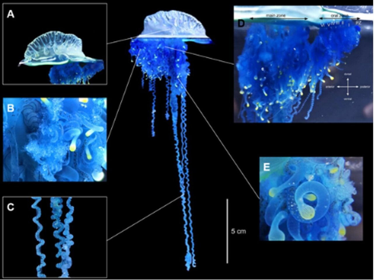 Researchers in Japan discover new jellyfish species deserving of a ...