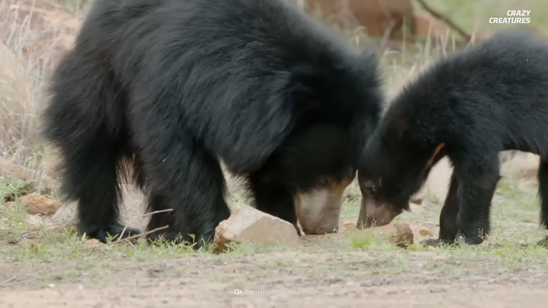 Why the Sloth Bear Is the Most Dangerous Bear on Earth