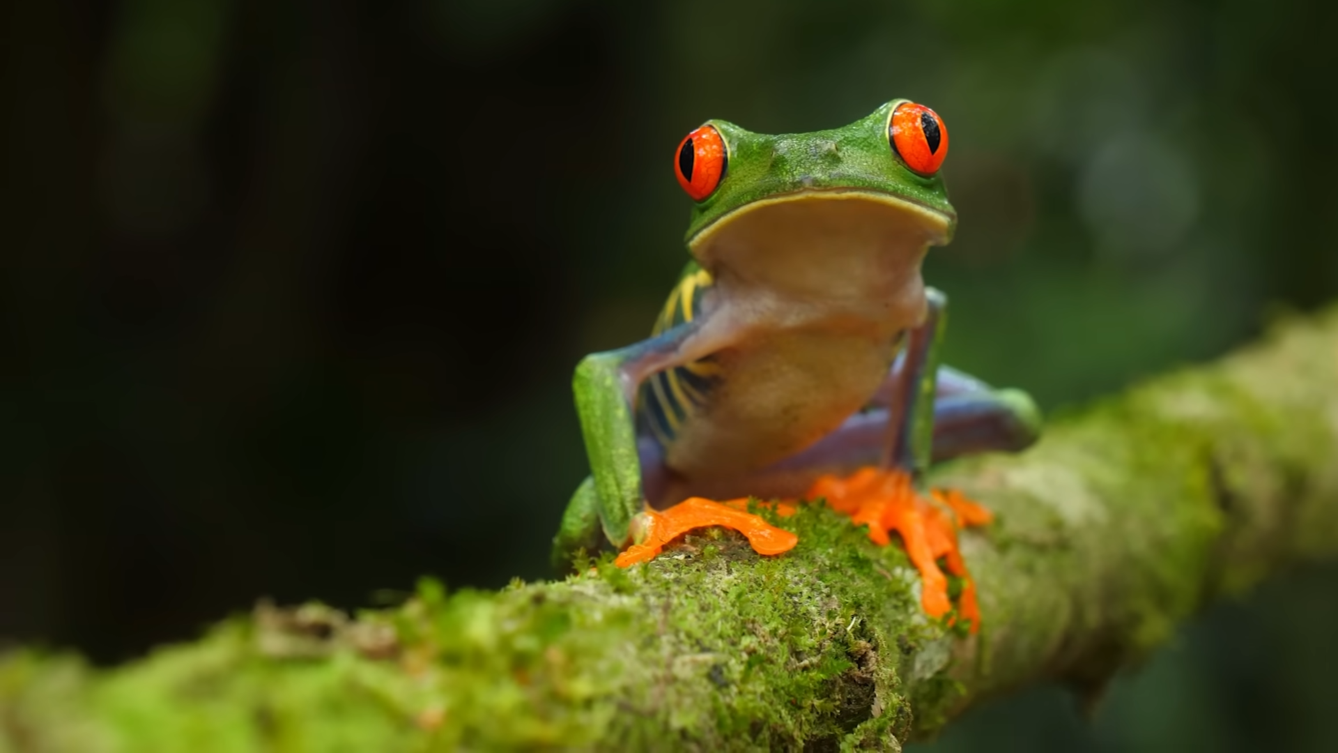 The Frog Tier List: Who’s OP in the Amphibian Game?