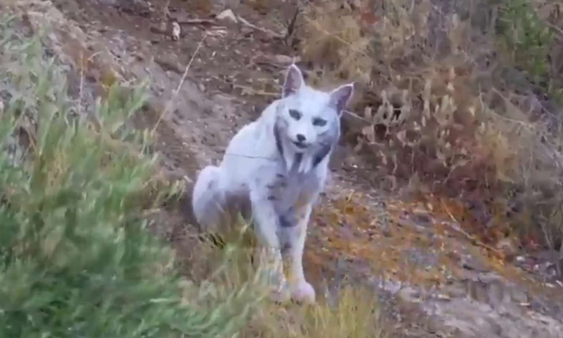 'Mythical' Iberian lynx is captured on video for the first time ever in ...