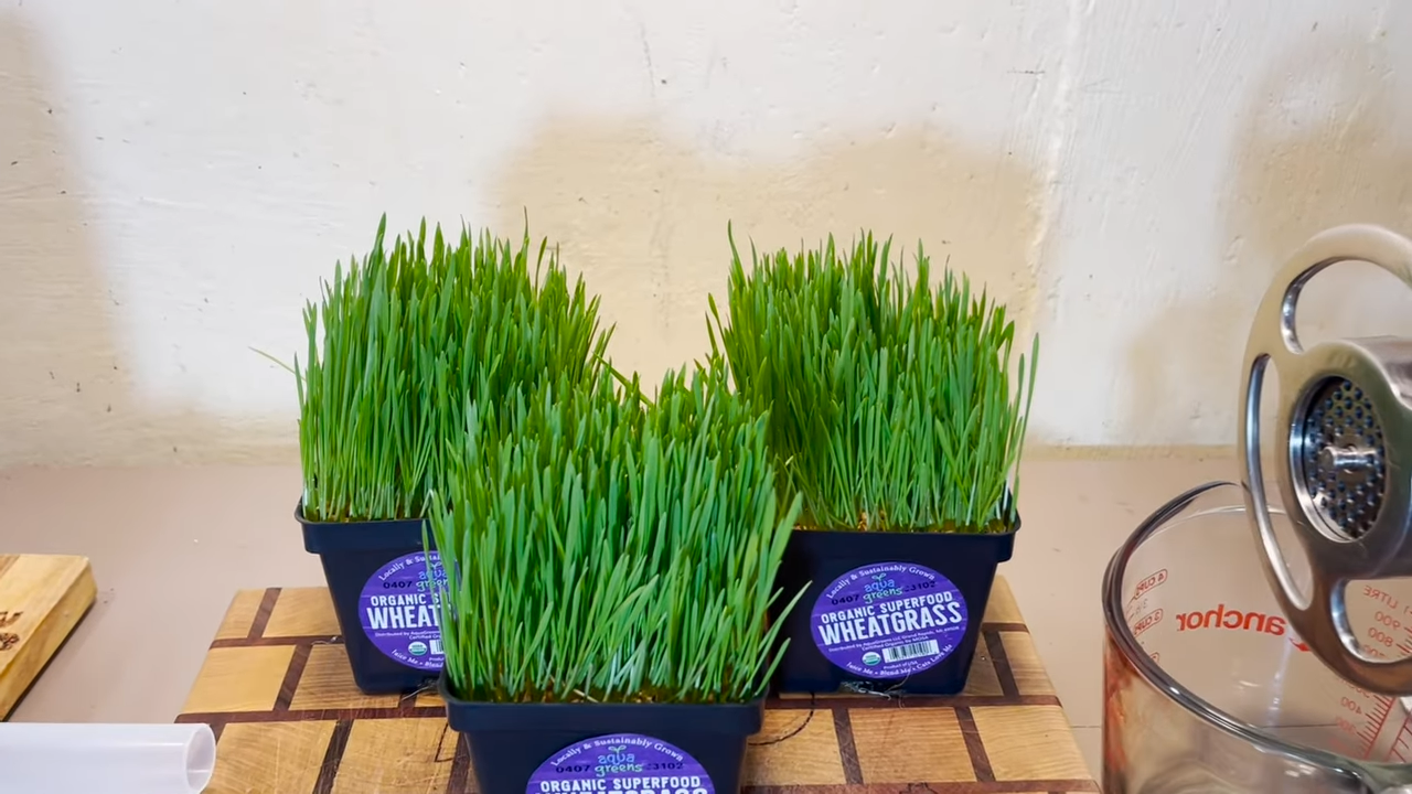 Wheat grass sausage: refreshing or revolting?