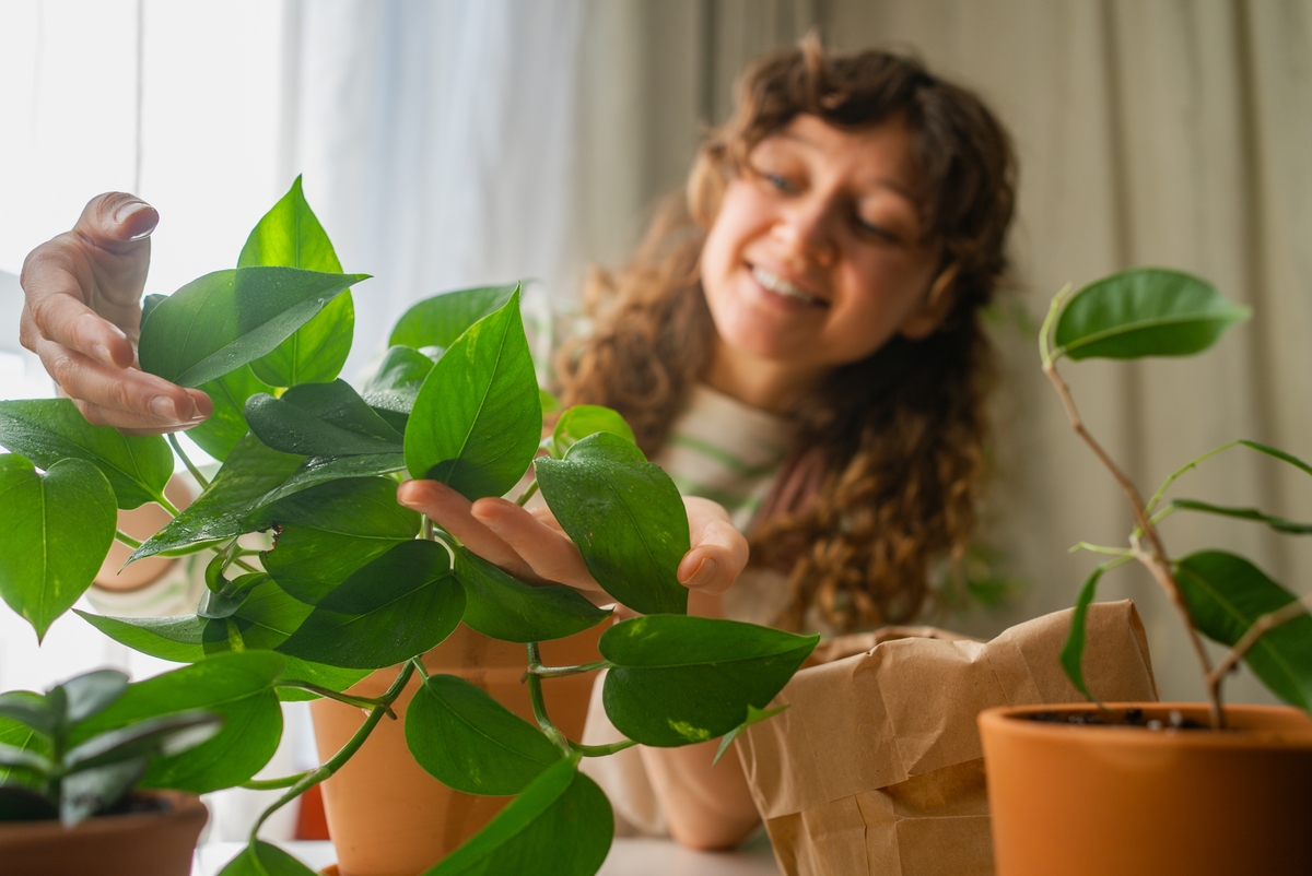 Cette plante d’intérieur purifie l’air… et empêche la moisissure de s ...