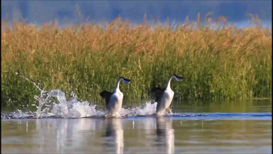 The Weirdest Bird Courtship Dances Ever Caught on Camera