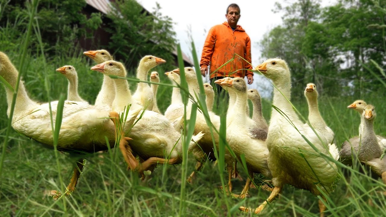 My 31 feathered lawn mowers keep the grass short