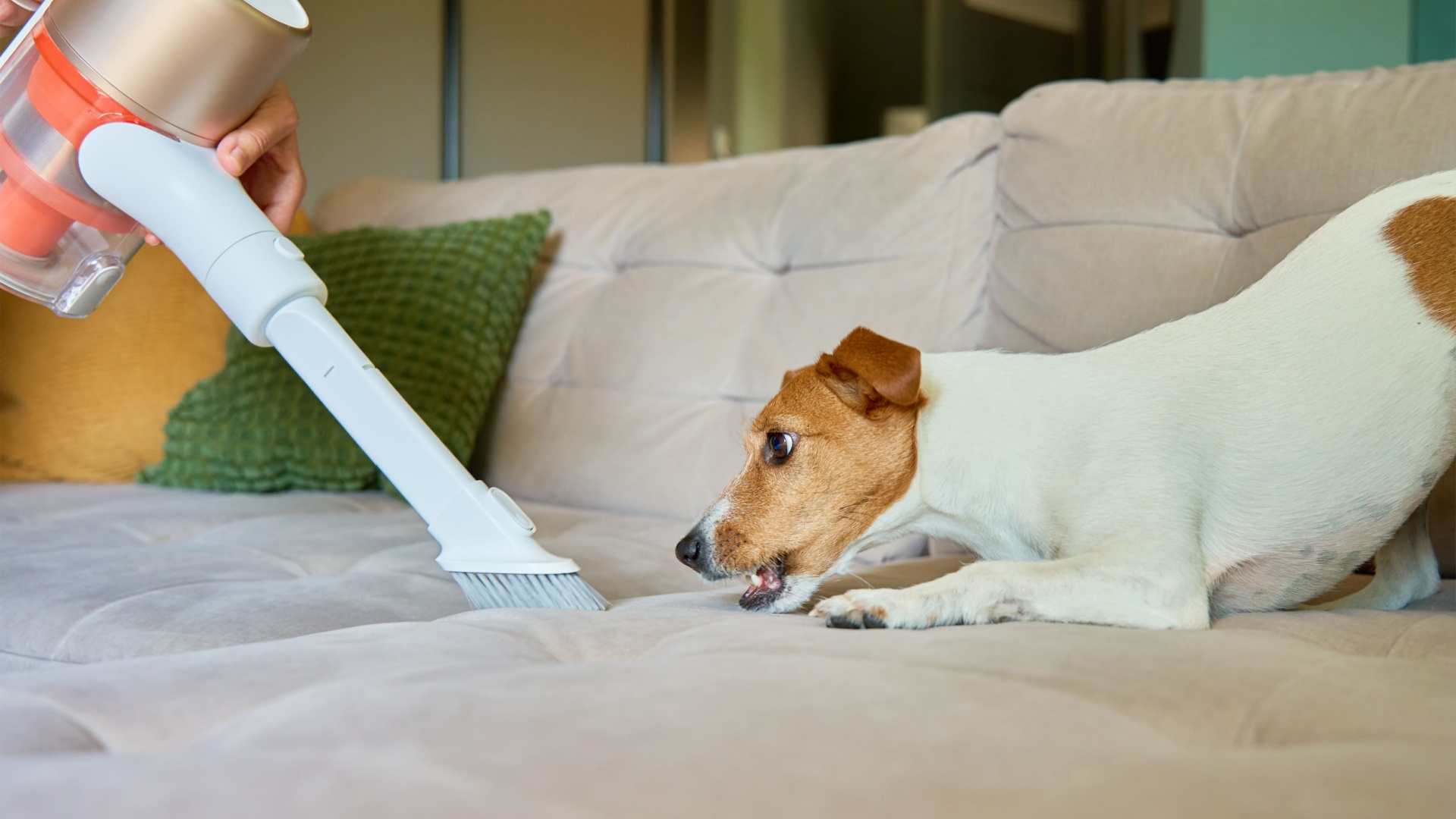 Funny Things That Can Scare Many Dogs