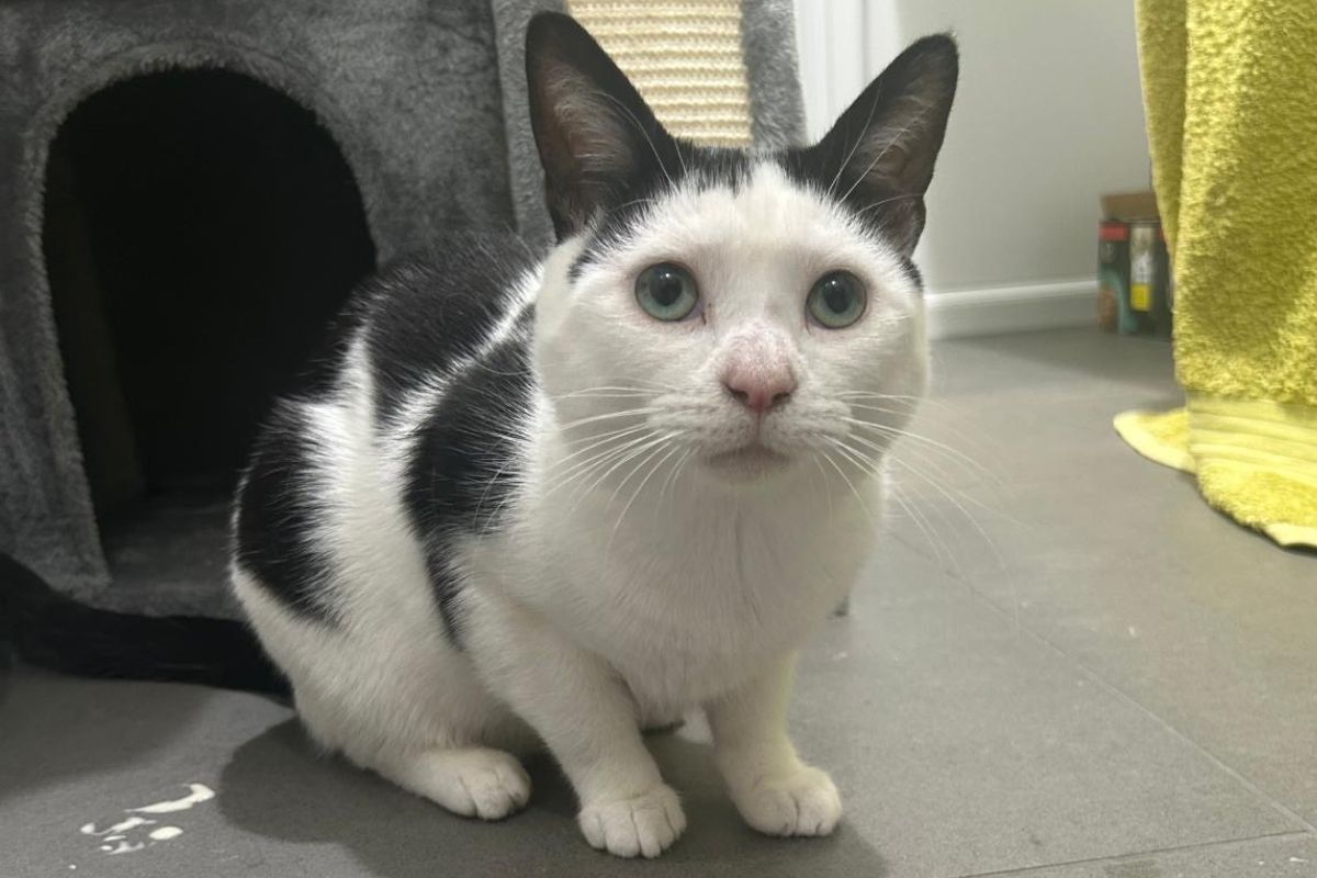 Adorable one-year-old cat Fringe desperately searching for loving home ...