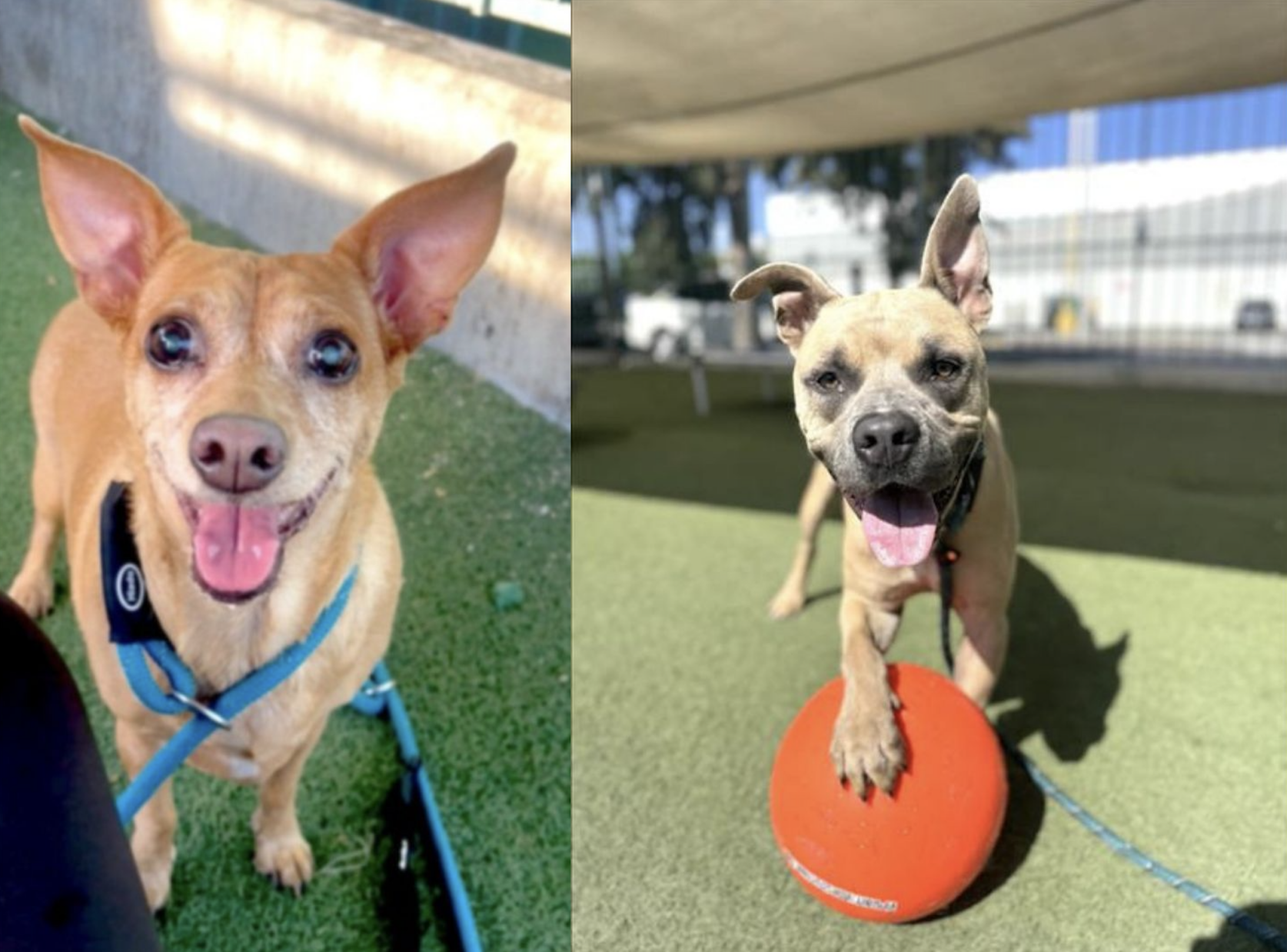 Forever Friday: Ginger and Paco Are Ready for a New Home