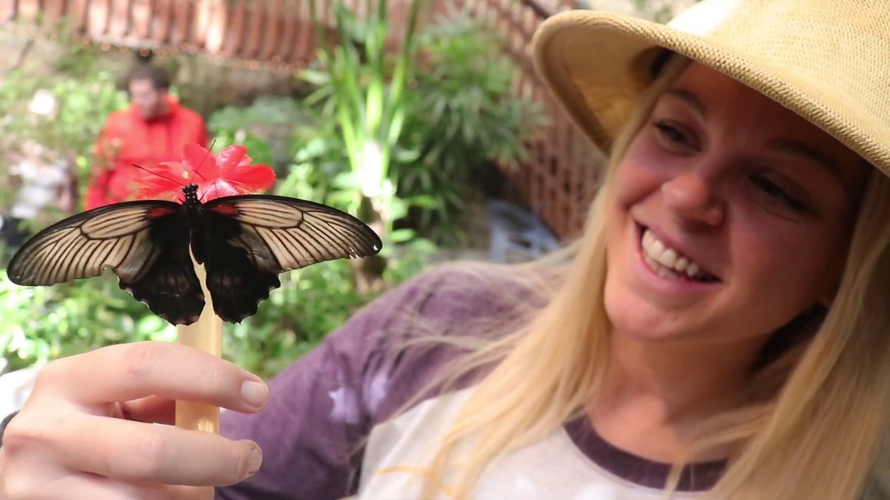 Hand feeding beautiful rainforest butterflies