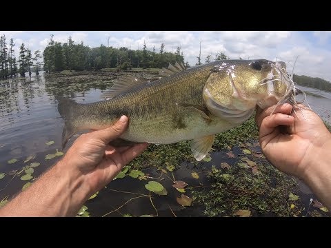 30-Minute Bass Feeding Frenzy Offers Catching Secrets