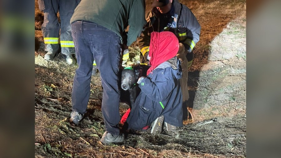 Fire department rescues dog who chased rabbit into culvert