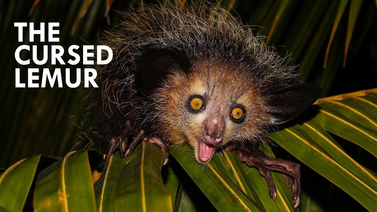 Aye Aye: The Harbinger of Death