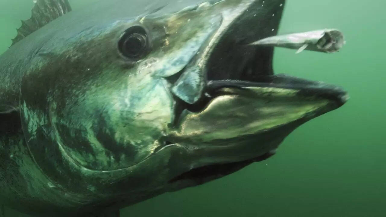 Largest tuna in the world ever caught: Atlantic bluefin record, size ...