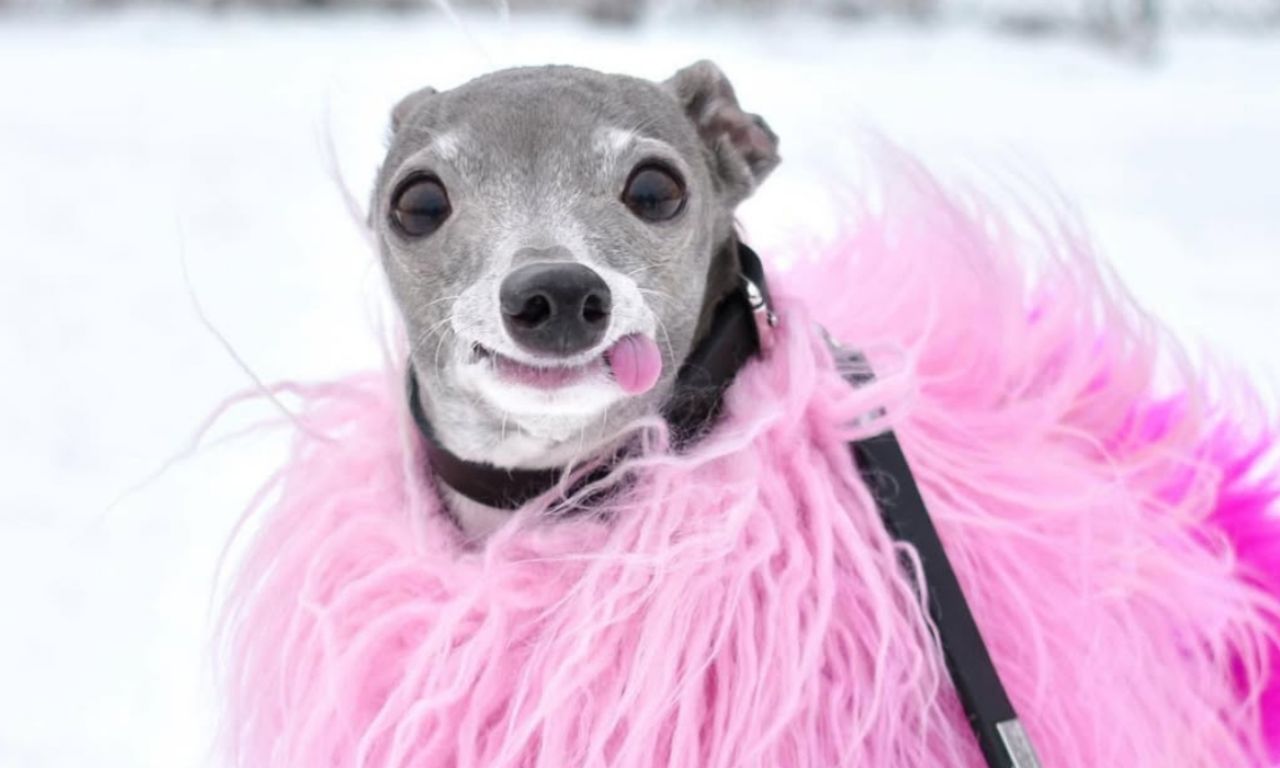 Muere “Tika the Iggy”, la perrita influencer que fue modelo de marcas ...