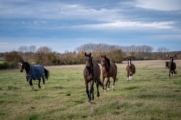 Horse breeder's neighing foals spark noise complaint