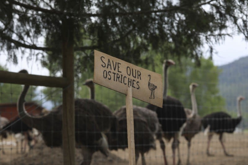 Canada Moves Ahead With Ostrich Cull After Court Ruling