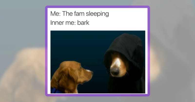 24 Woofing Doofus Doggo Memes to Bork Away Your Sadness