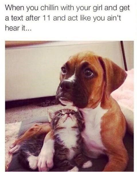 24 Woofing Doofus Doggo Memes to Bork Away Your Sadness