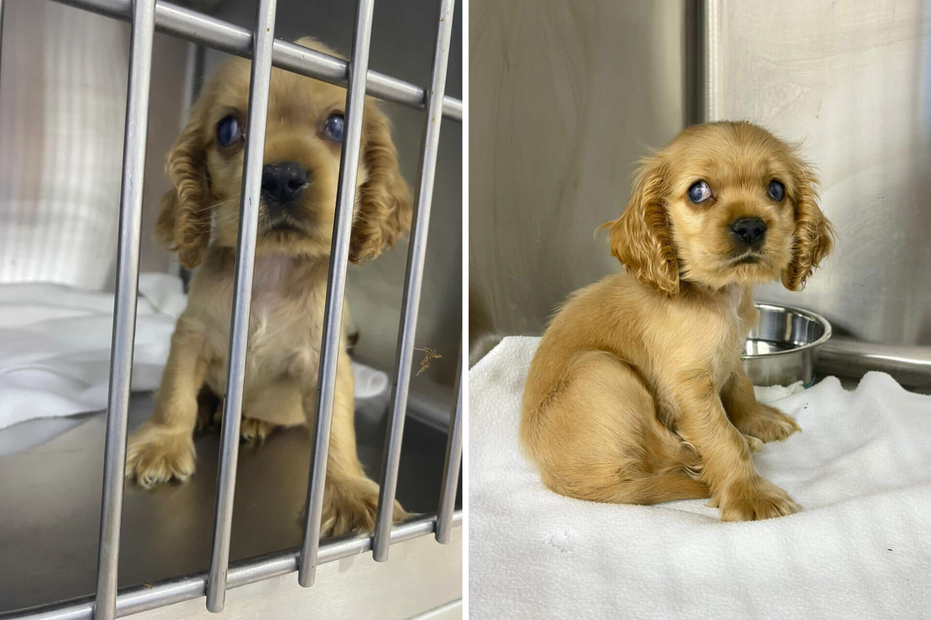 Cocker spaniel puppy surrendered—rescuers’ heartbreaking discovery follows