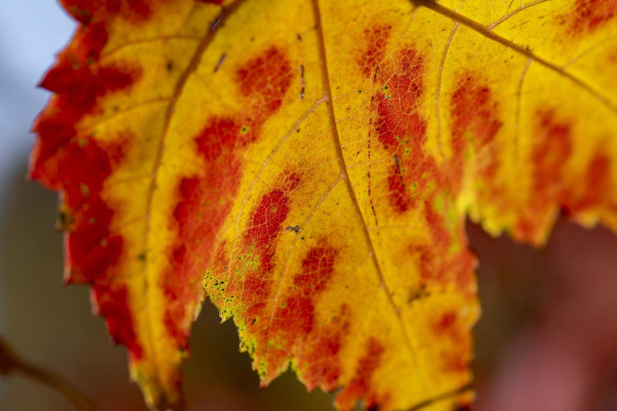 Can I bag my leaves for collection in Lexington? Here's what the city ...