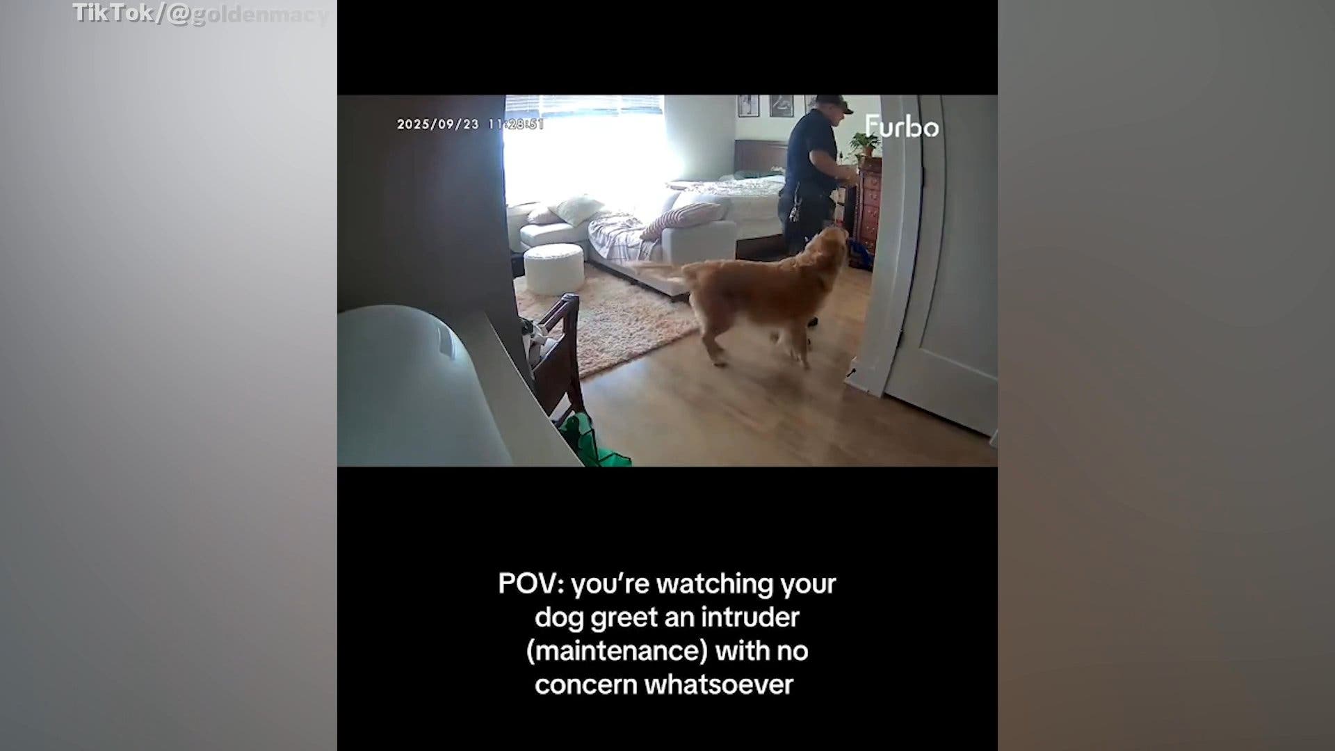 Pet Cam Catches Golden Retriever’s Reaction to Intruder, Owner Can’t Cope