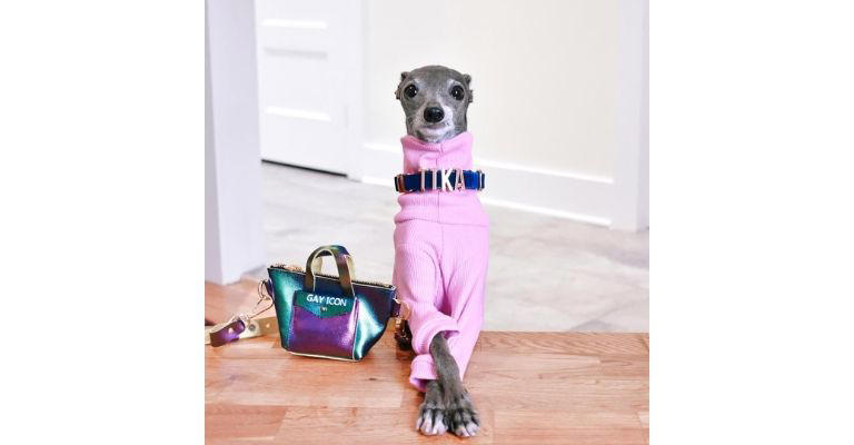 Muere “Tika the Iggy”, la perrita influencer que fue modelo de marcas ...