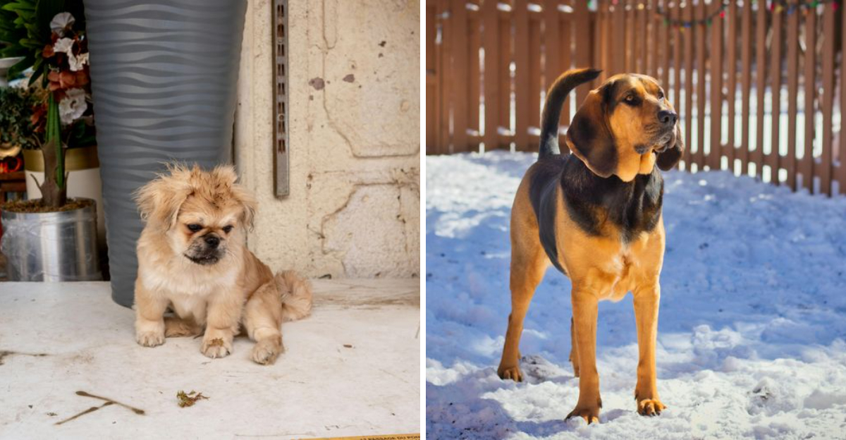 11 Dog Breeds That Are Almost Untrainable