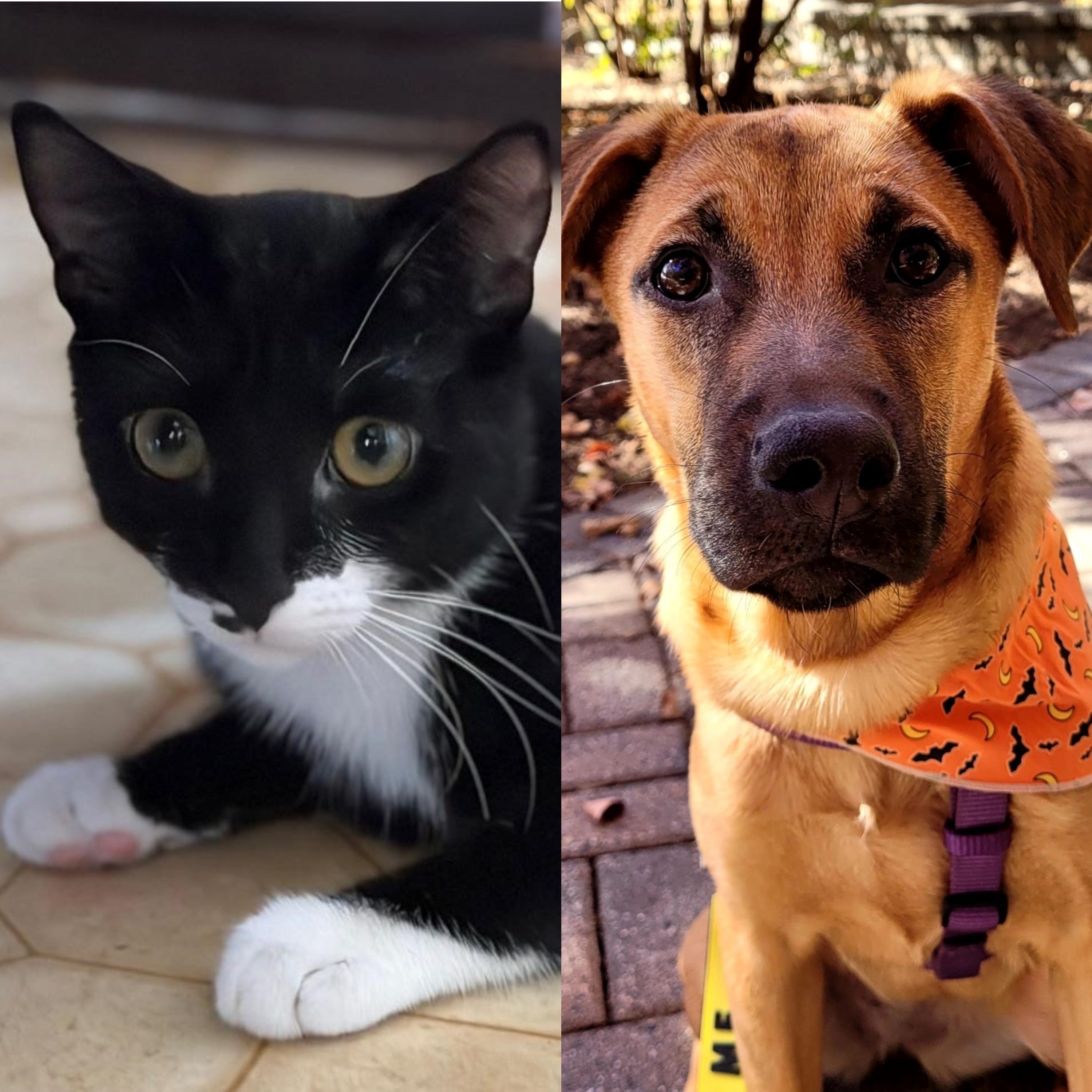 Meet the North Jersey adoptable pets of the week for Nov. 7: Connor and ...