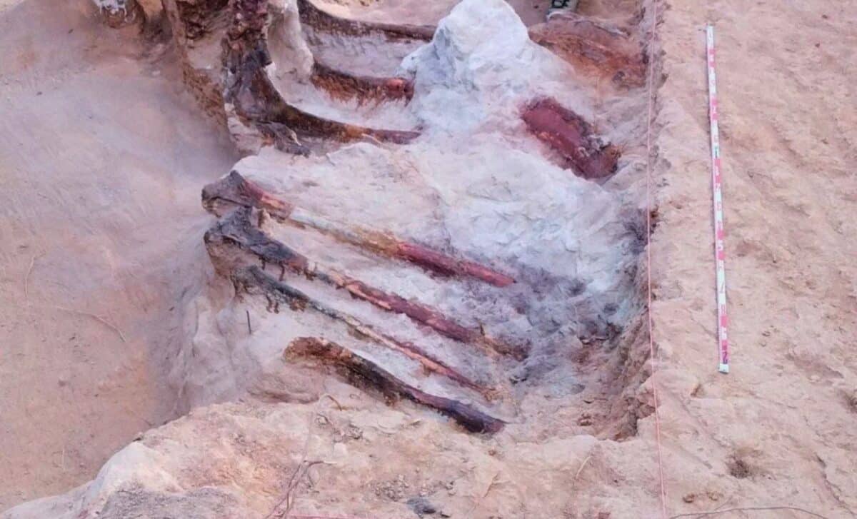 Man Stumbles Upon Massive Dinosaur Bones Larger Than Anything Ever Seen ...