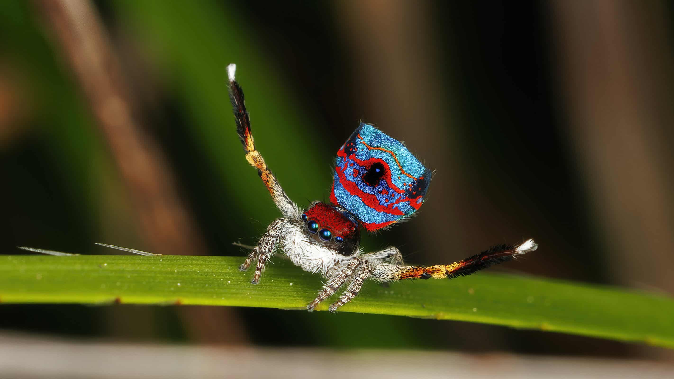 Colorful Spiders That Are More Beautiful Than Scary