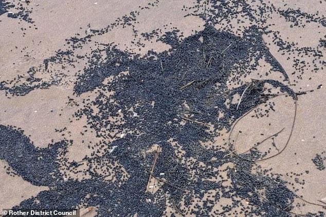 Urgent warning to dog owners as 'toxic' pellets wash up on UK beaches ...