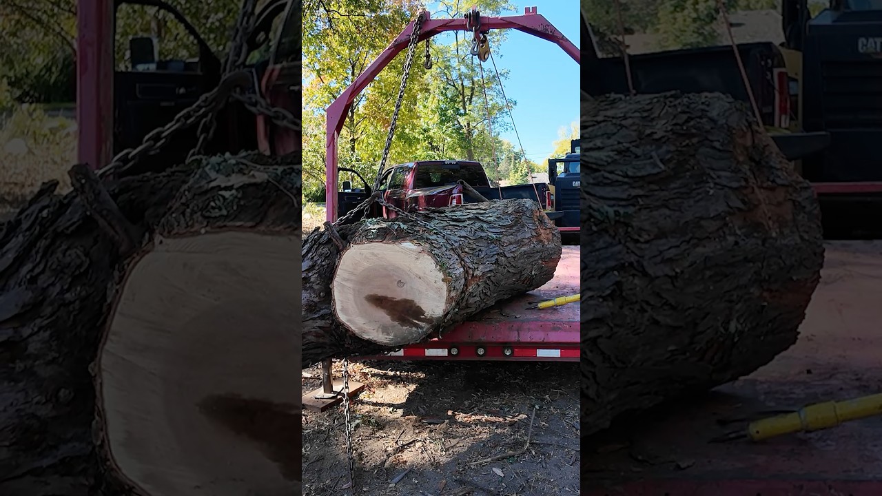 I can’t believe this maple’s potential!