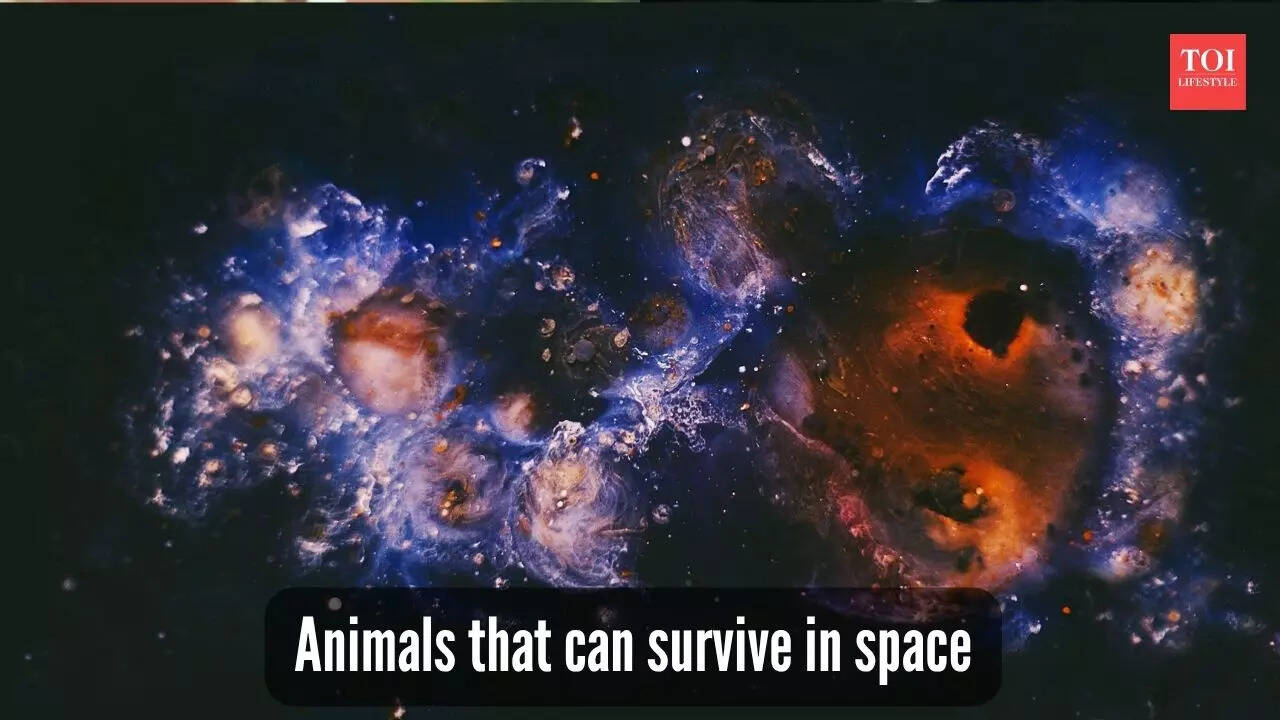 5 incredible animals found on Earth that can survive the harsh ...