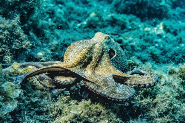 Oxford researchers say octopuses 'likely to take over the world'