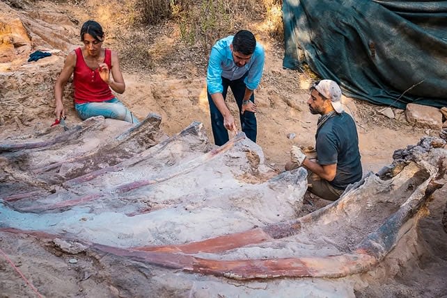 Man Stumbles Upon Massive Dinosaur Bones Larger Than Anything Ever Seen ...