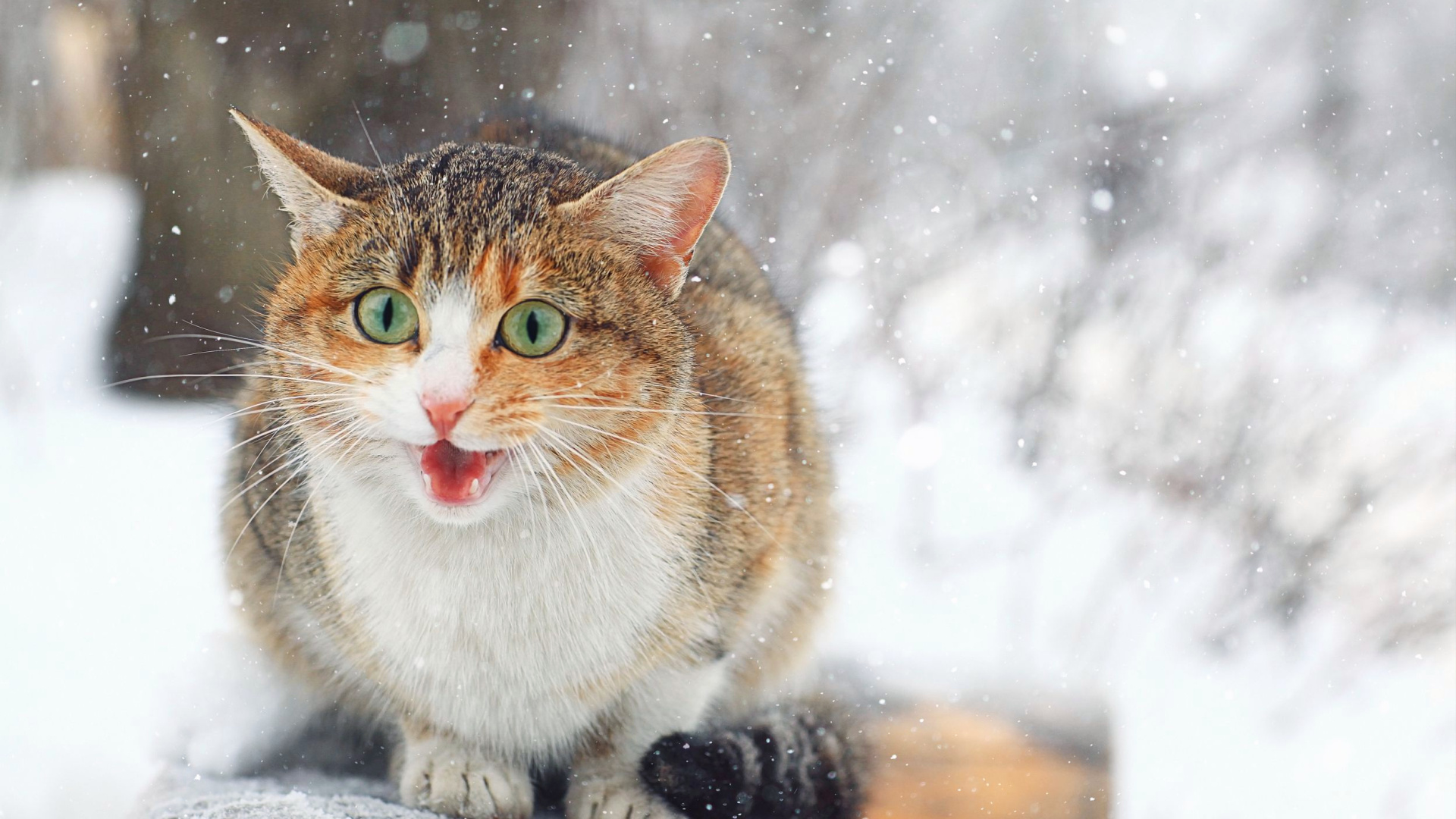 Is Your Cat Vocal Or Quiet? The Explanation Could Be In Their Genes