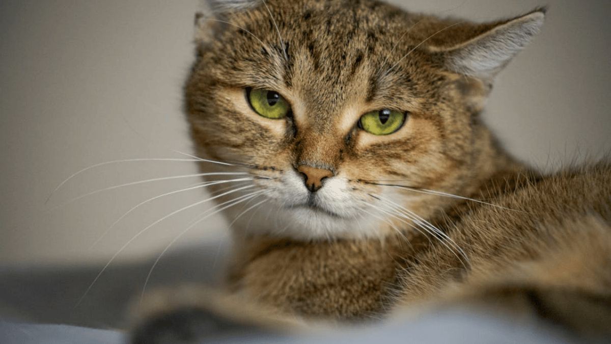 8 signs that show your cat is in pain even though it seems like it's ...