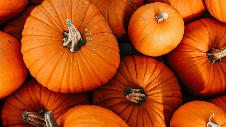 Pumpkin Pie: The History Behind America's Staple Thanksgiving Dessert