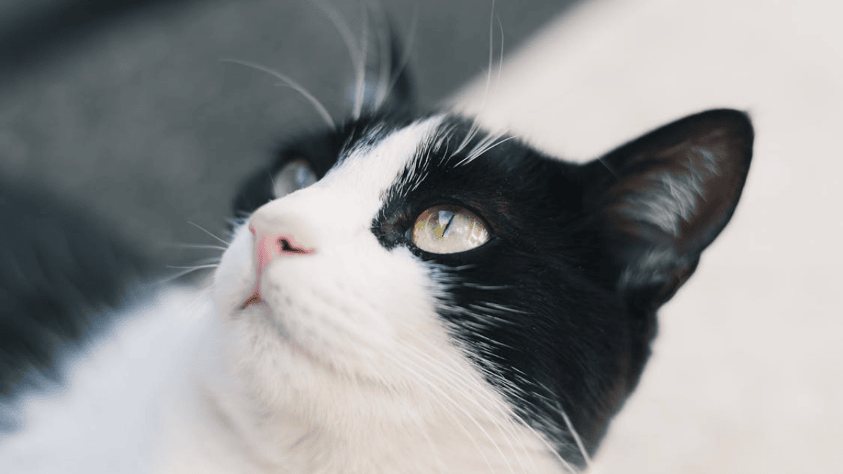 Your cat might be depressed: learn to recognize these 12 silent signs ...