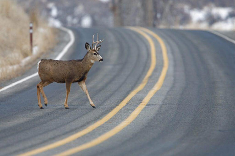 All 50 US state animals: Birds, mammals, and their significance