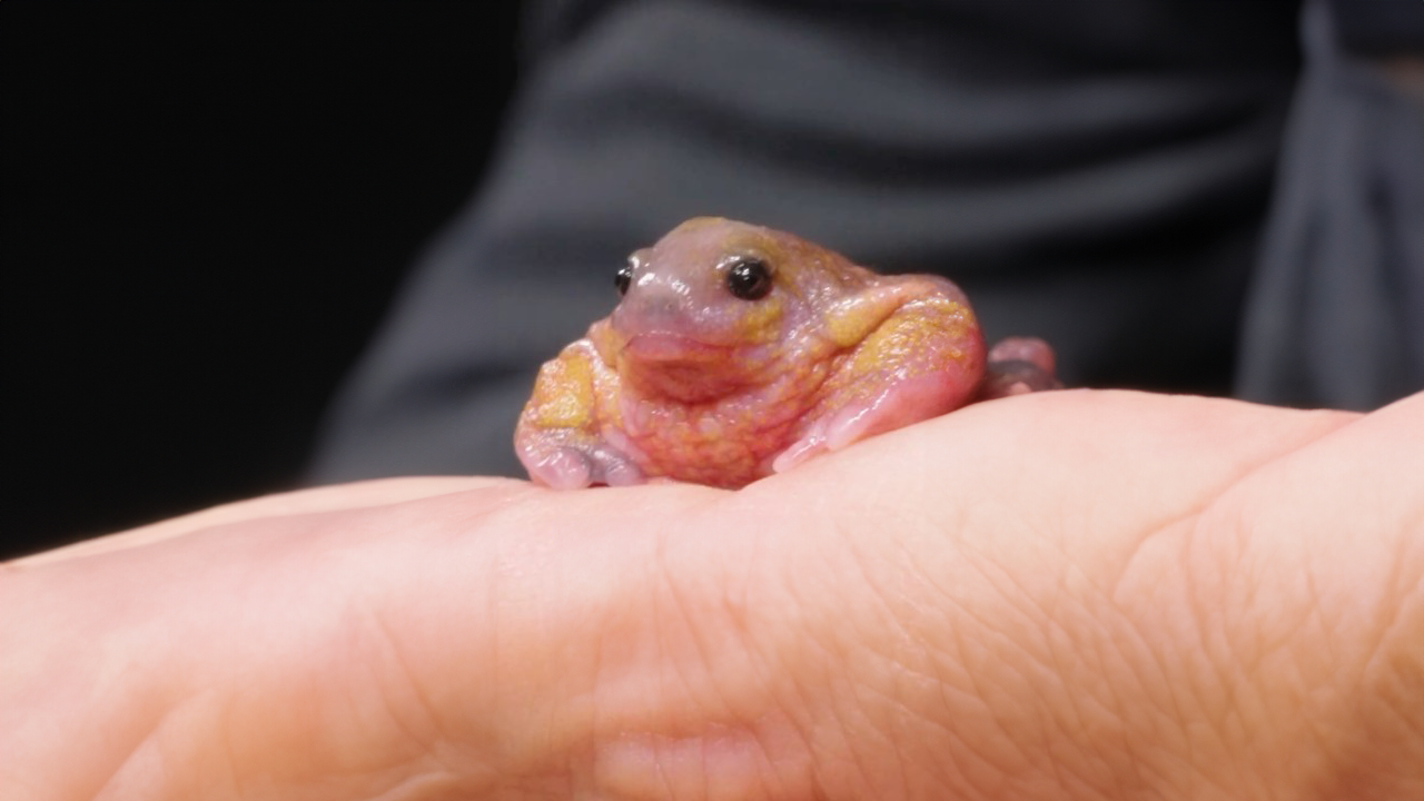 The anatomy of a shell