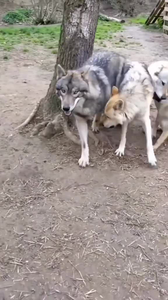 Finding Trust in a Pack: Wolves Approach for Gentle Affection