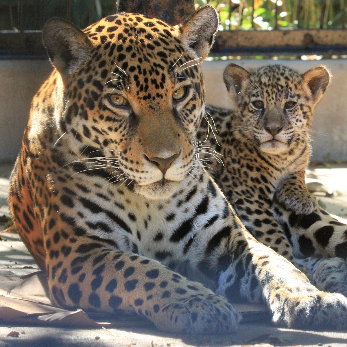 Alexandria Zoo's new jaguar cub, a girl named Solana, makes her public ...